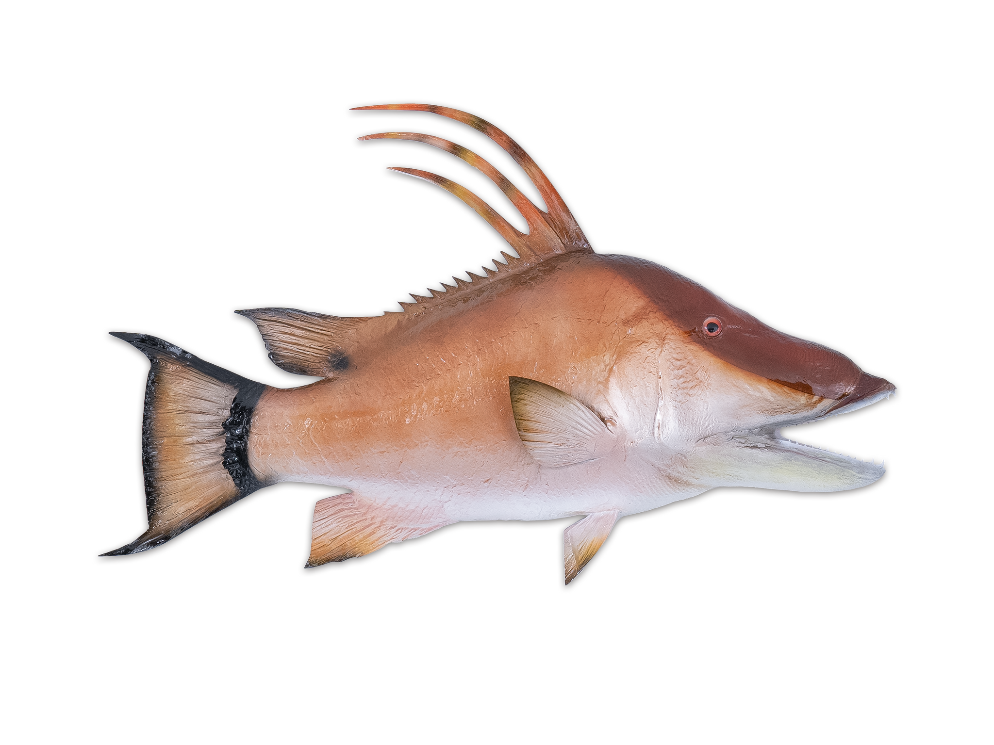 Hogfish – South Florida Fish Mounts