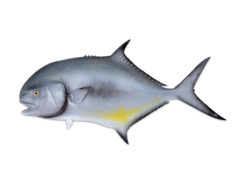 Permit – South Florida Fish Mounts