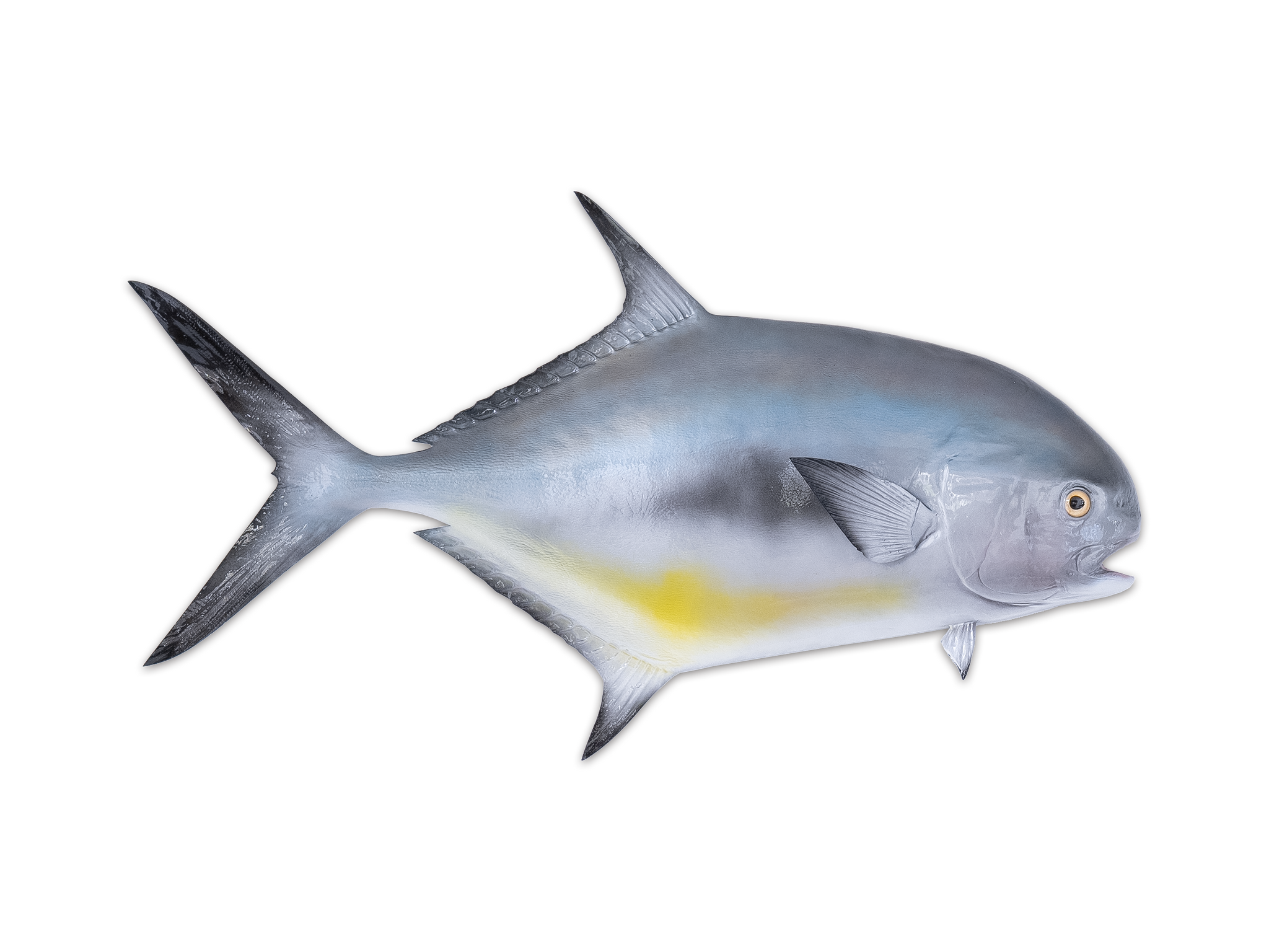 Permit – South Florida Fish Mounts